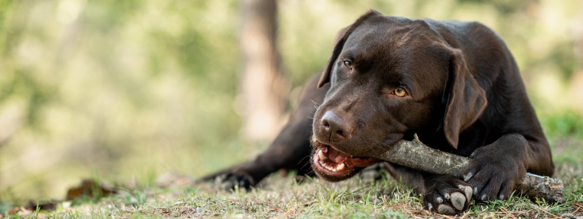 Fellfarben beim Labrador: Risiken und Fakten